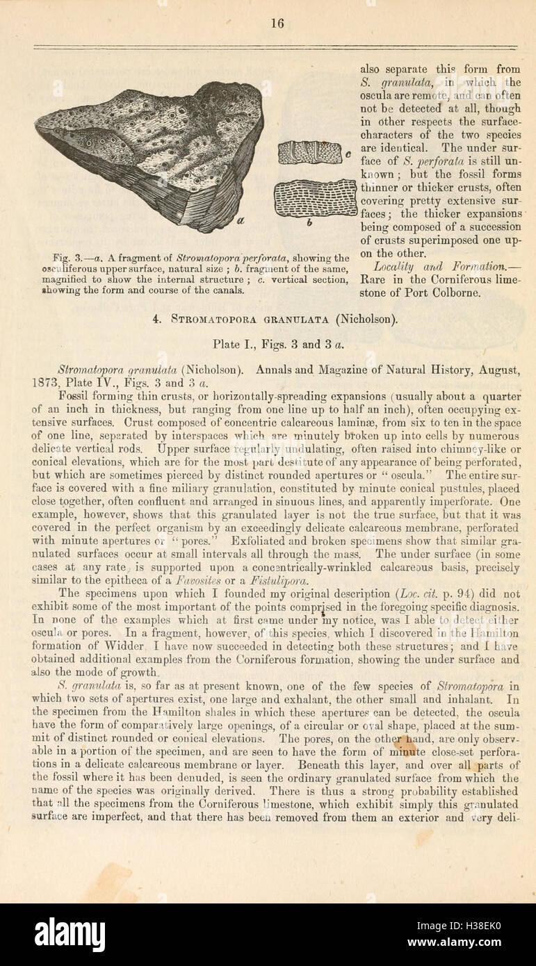 This report provides an overview of the paleontological findings in ...