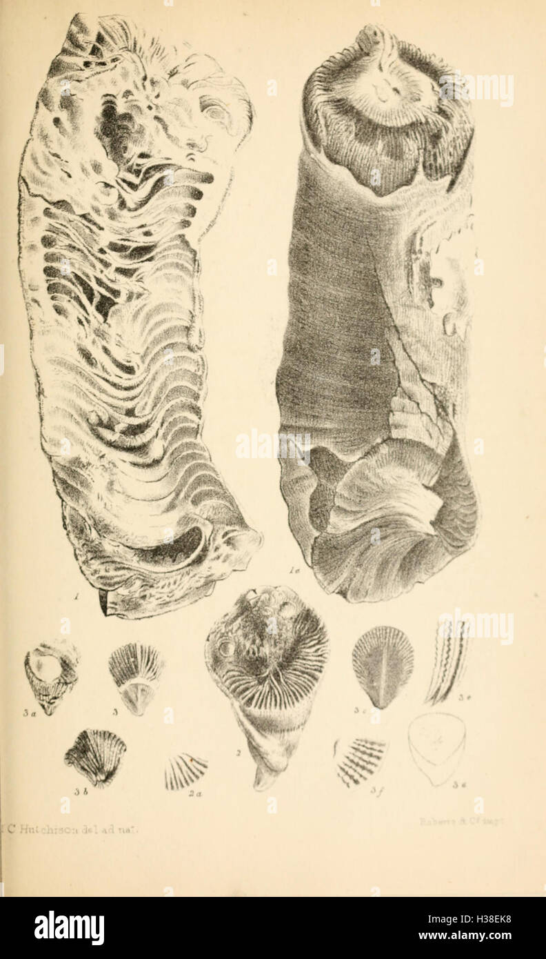 This report provides an overview of the paleontological findings in ...
