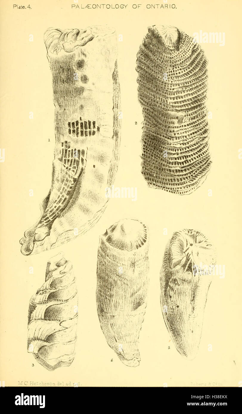 This report provides an overview of the paleontological findings in ...