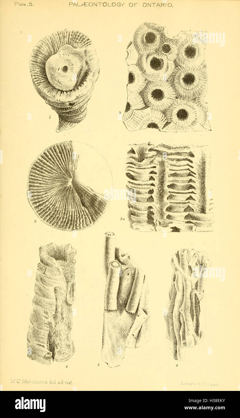 This report presents findings on the paleontology of Ontario, focusing ...