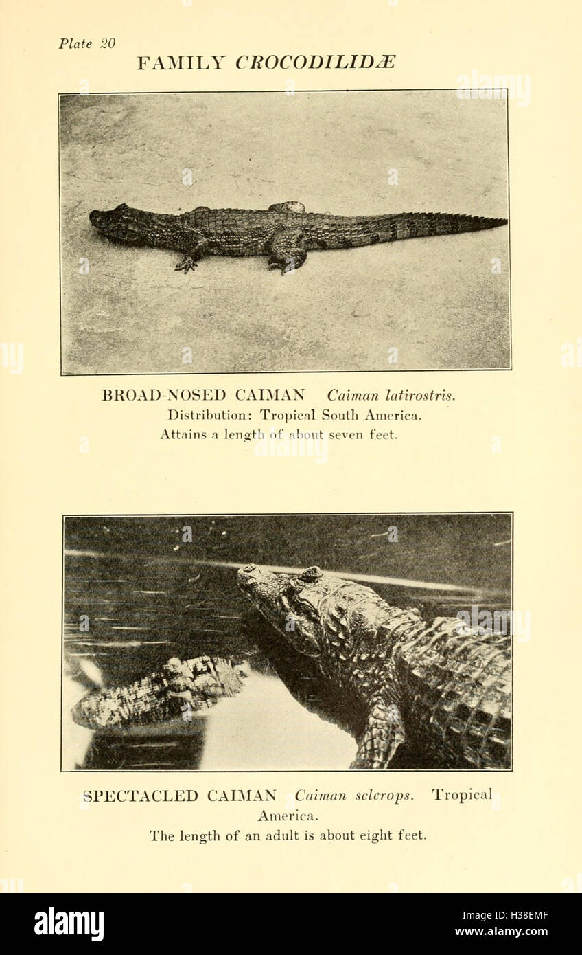 This work presents a detailed depiction of reptile species from around ...