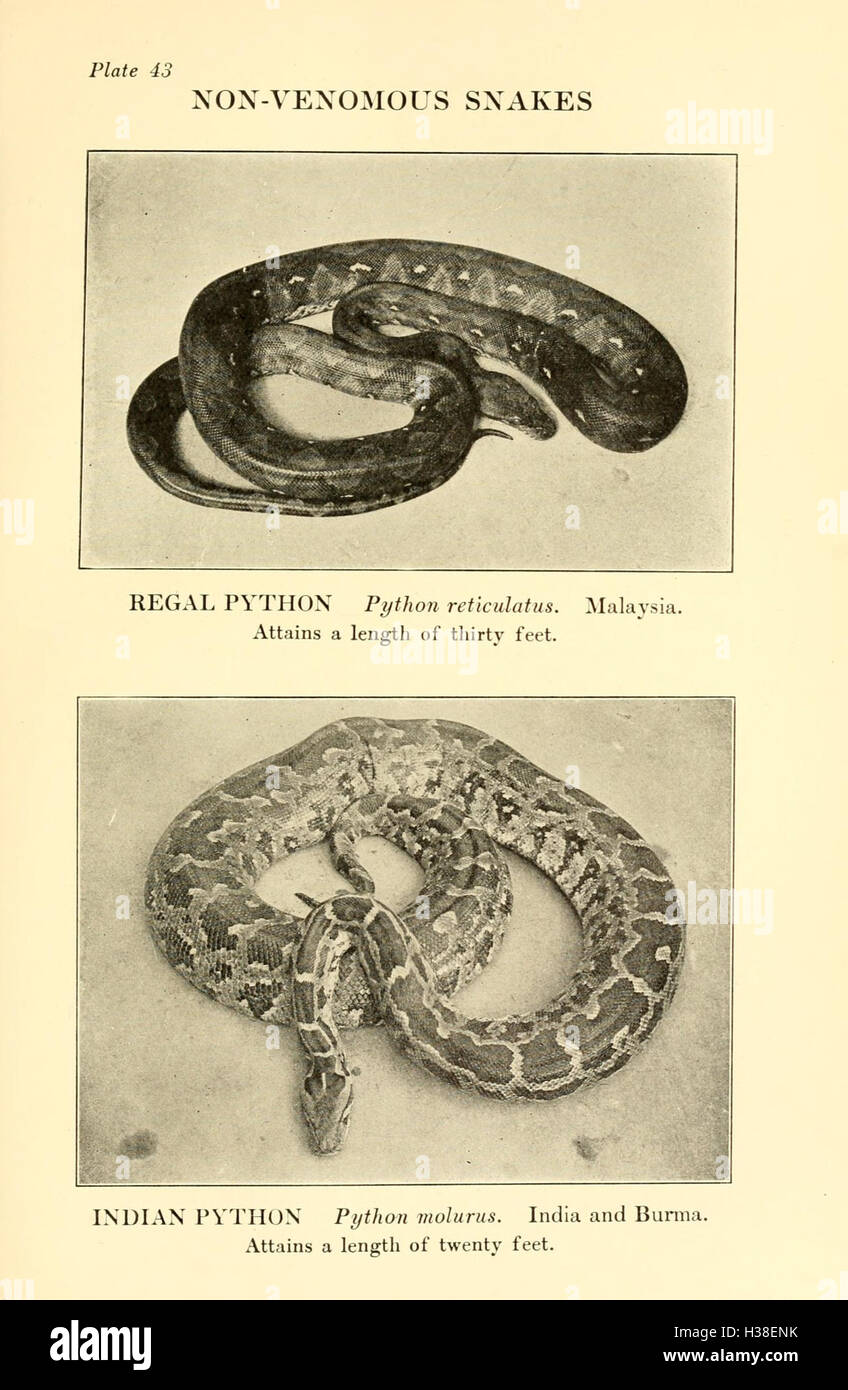 Reptile species diversity hi-res stock photography and images - Alamy