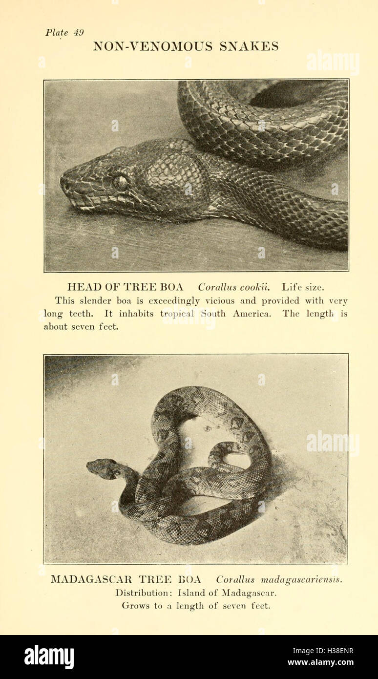 This page from Reptiles of the World features illustrations and ...