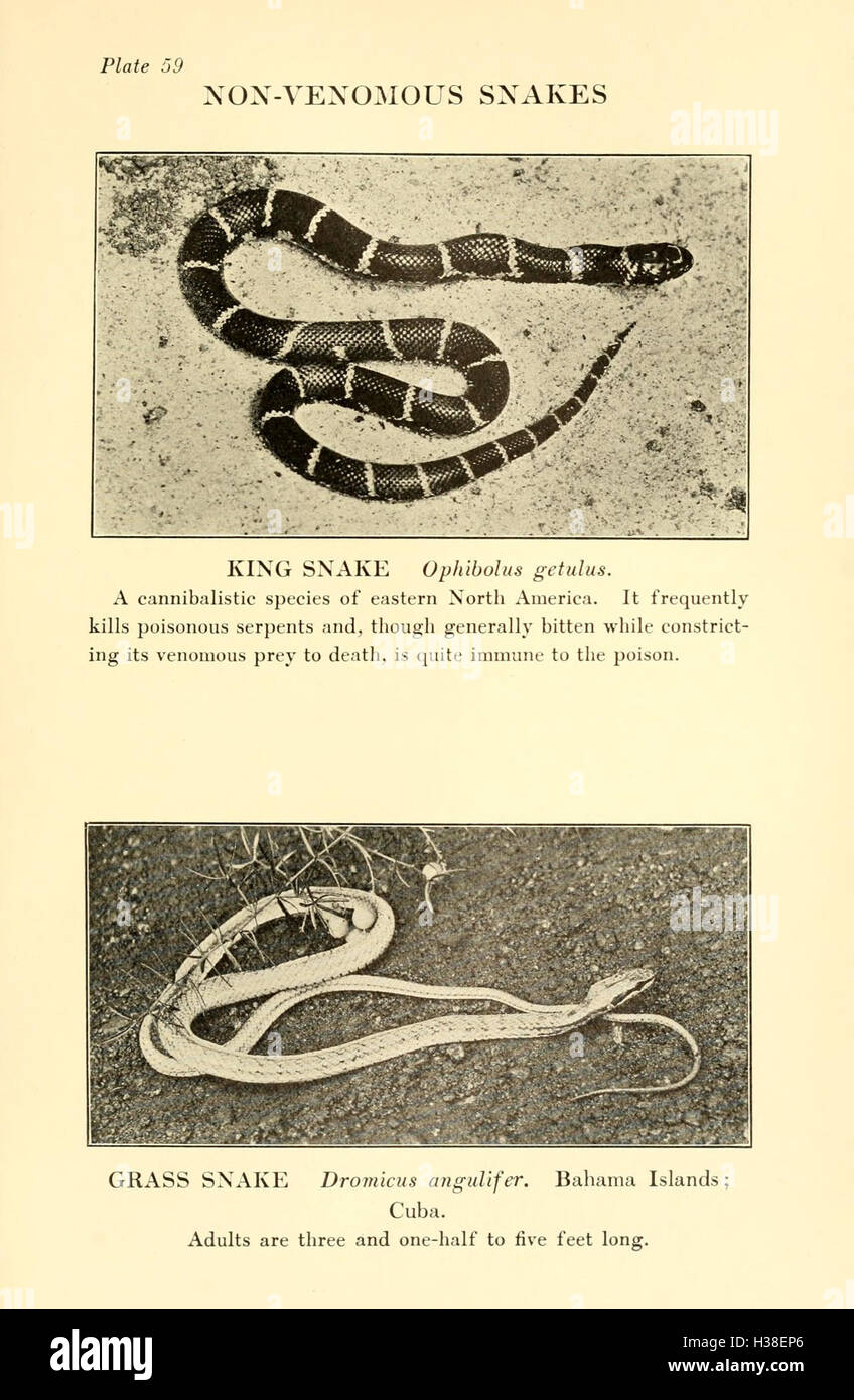 This plate showcases various species of reptiles from across the world ...