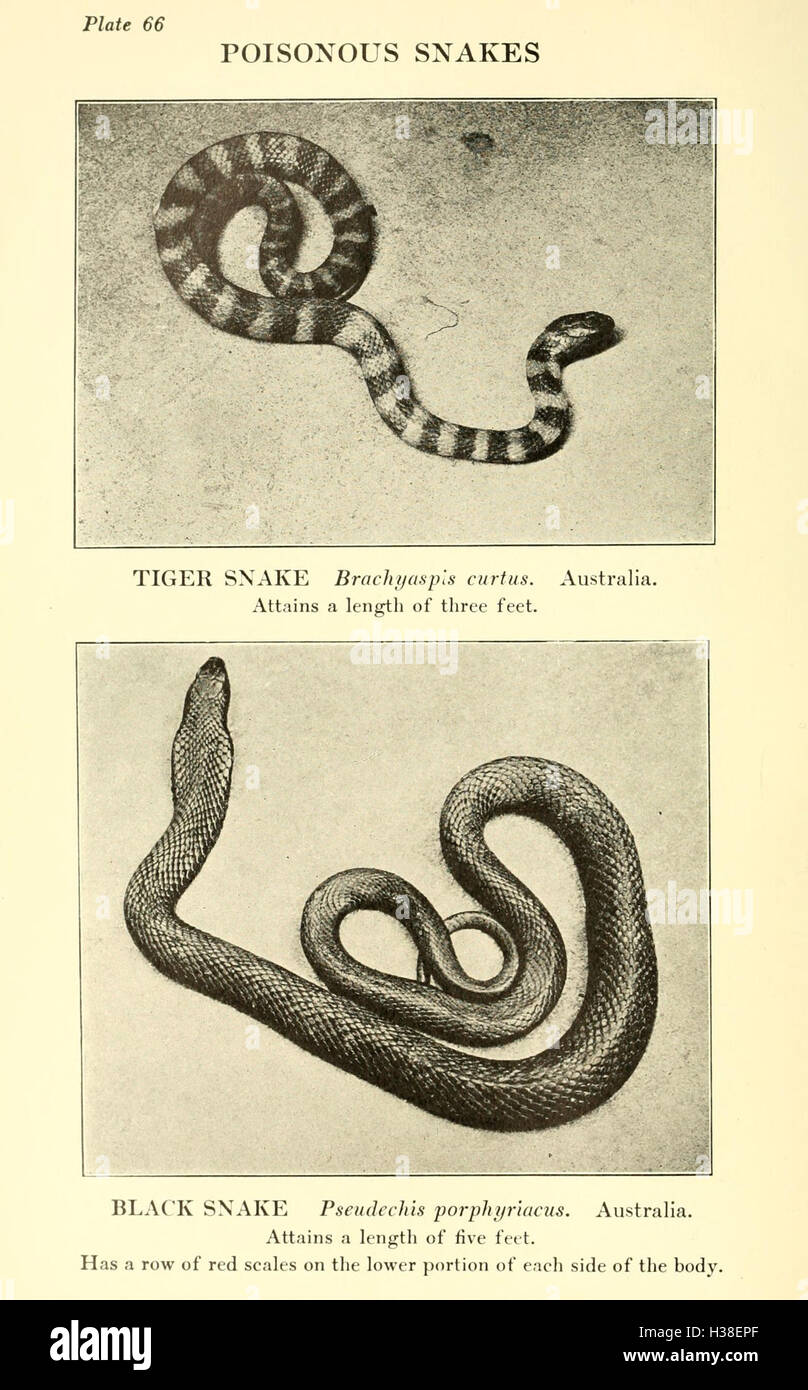 This work presents a detailed illustration of various reptile species ...