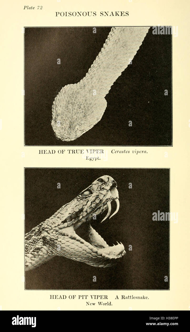 This publication features a detailed illustration of various reptiles ...