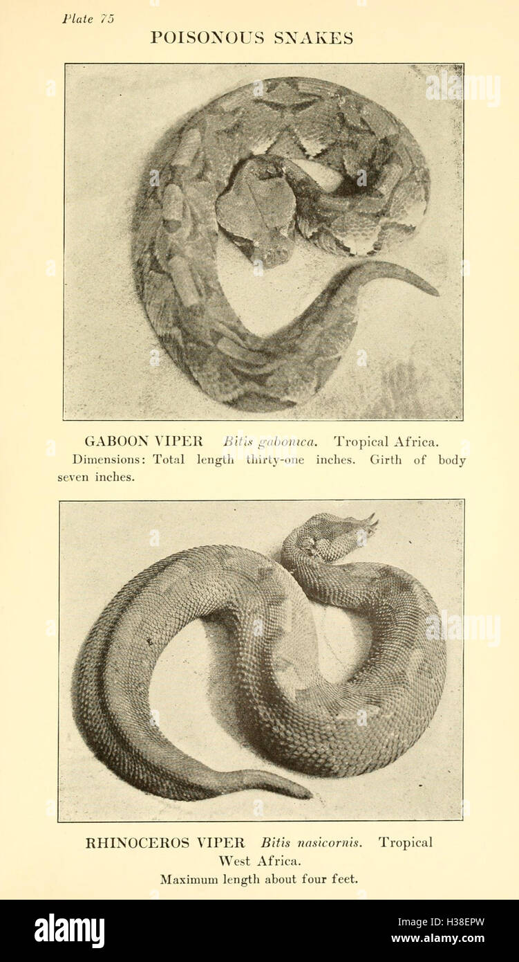 This plate illustrates various species of reptiles from around the ...