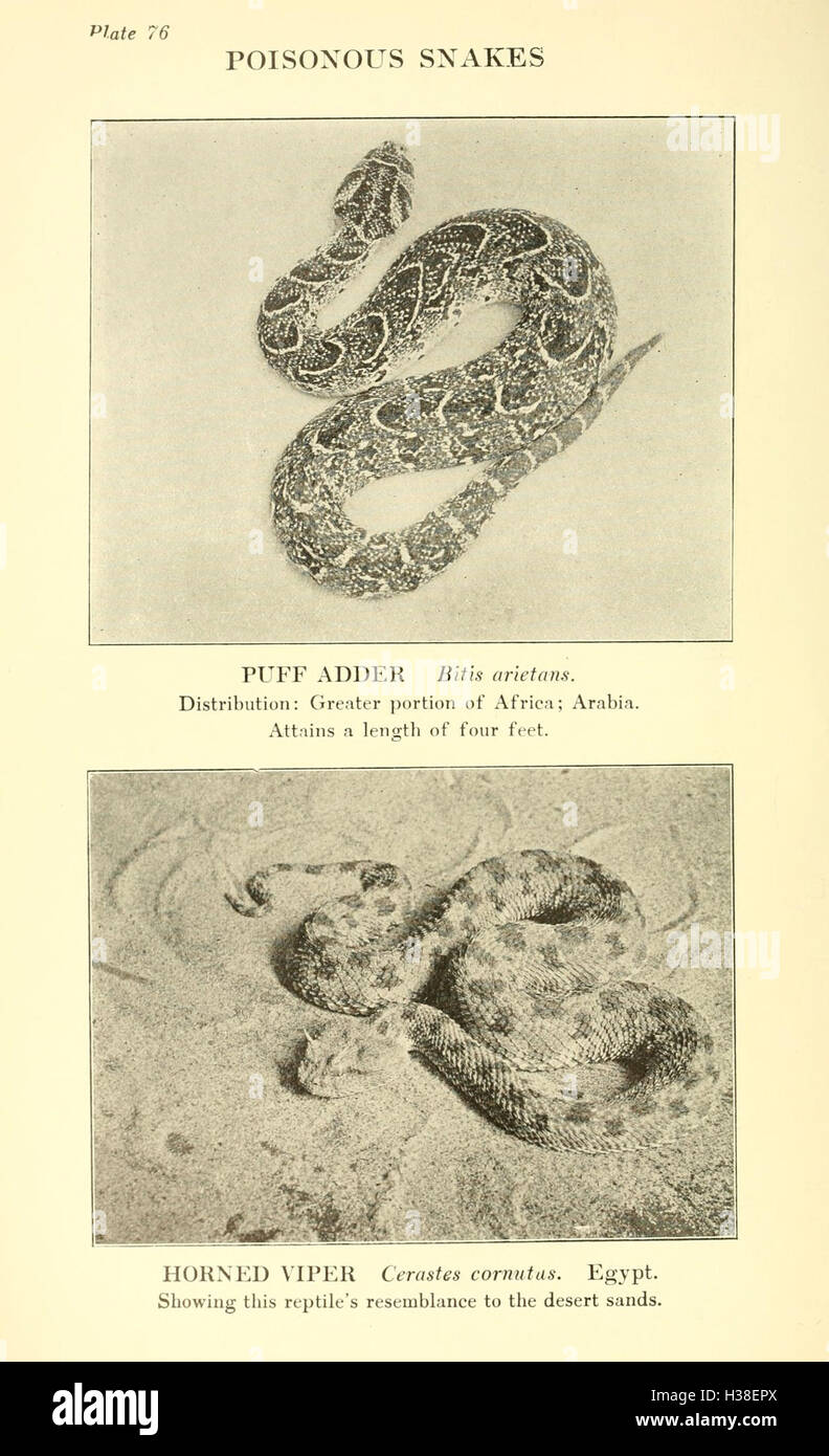 This page provides a detailed illustration of various reptile species ...