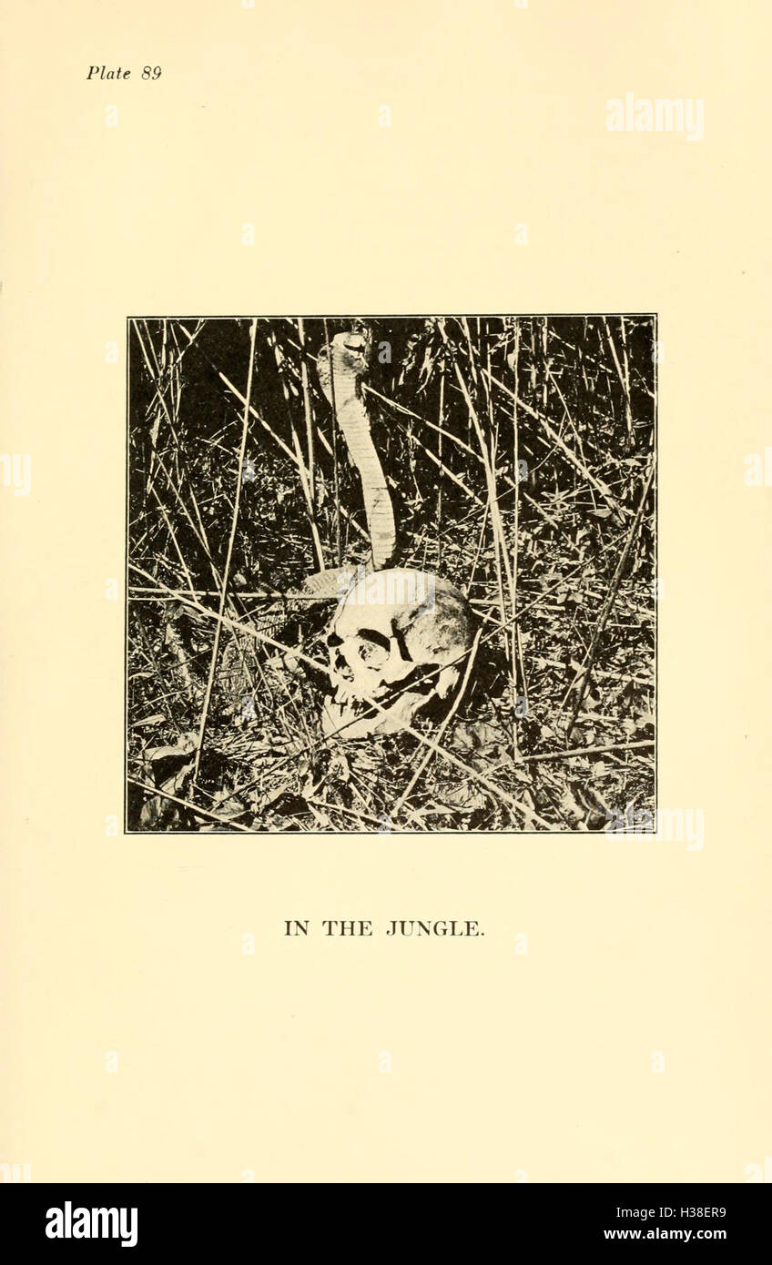 An illustrated guide to the reptiles of the world, focusing on species ...