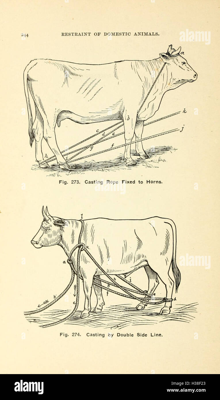 A study on the methods and techniques used for restraining domestic ...