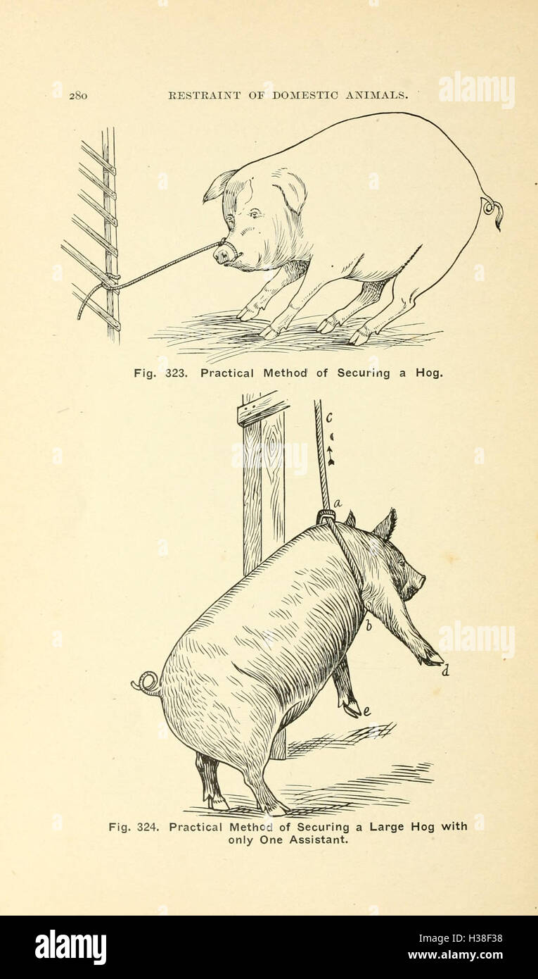 Work examines domestic animals hi-res stock photography and images - Alamy