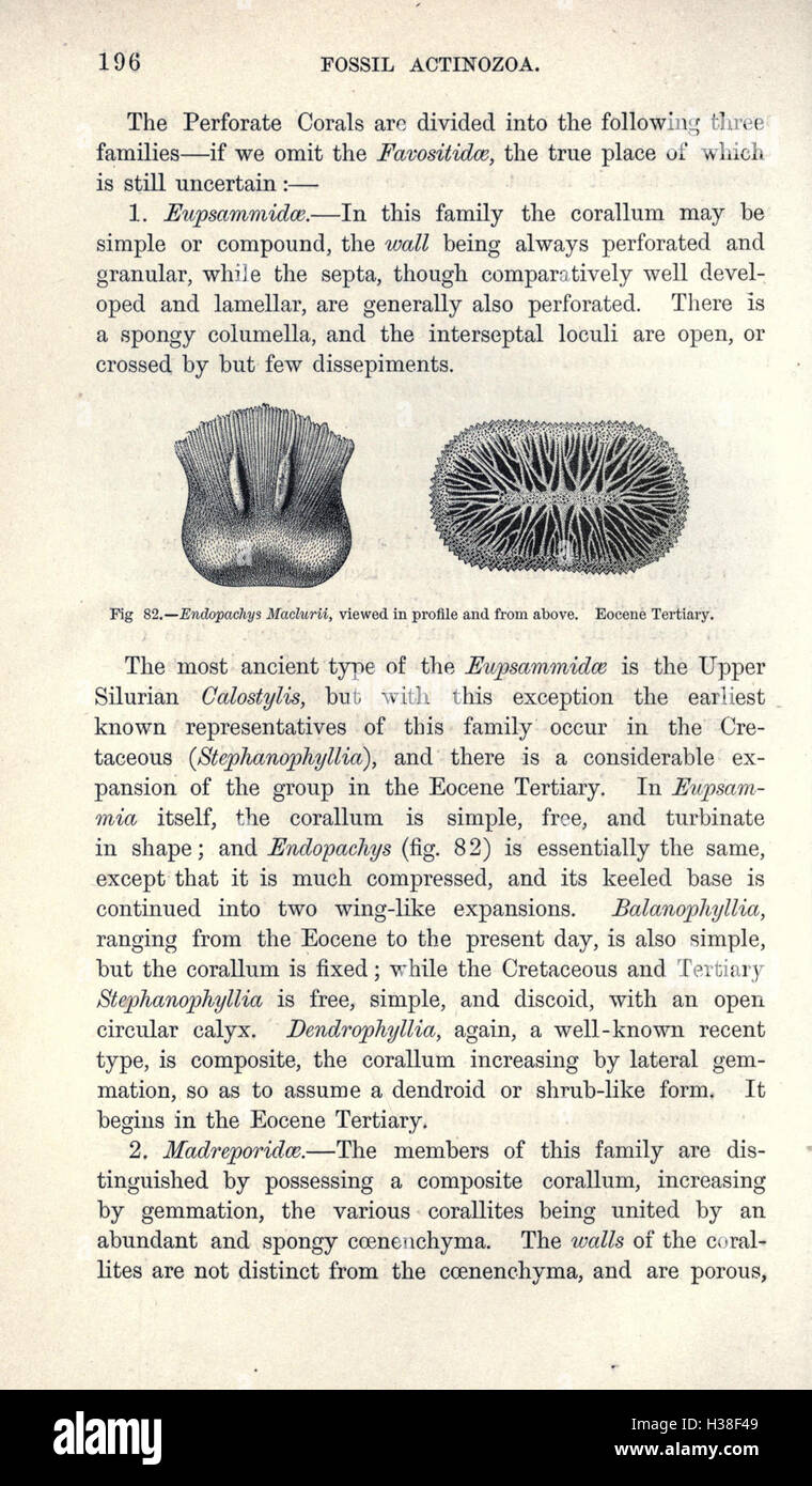 A comprehensive guide to paleontology, covering fossil identification, evolutionary biology, and ...