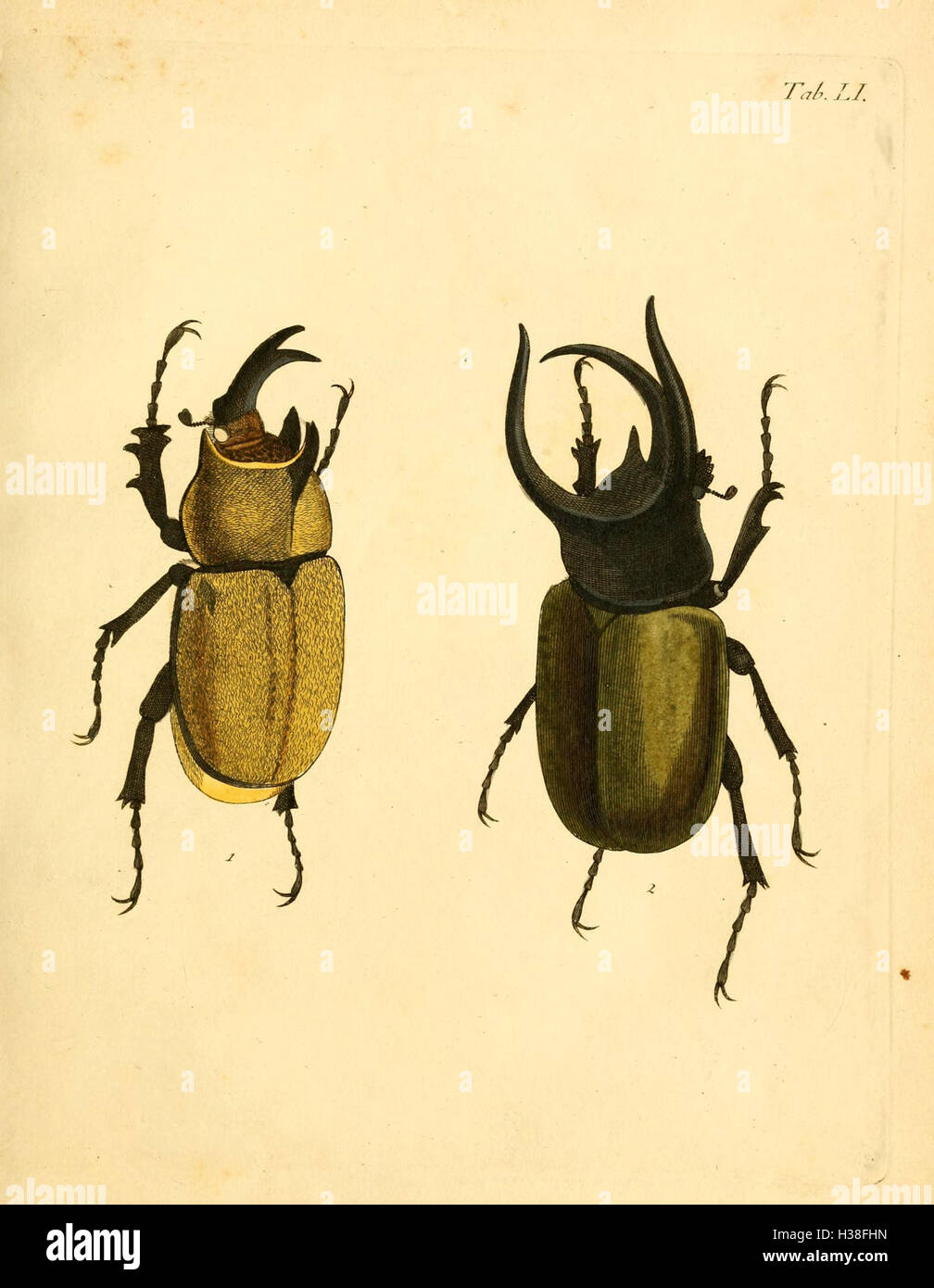 This German work features illustrations from Karl Illiger’s translation ...