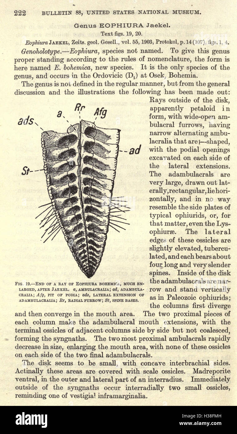 This work revises the classification of the Paleozoic echinoderm group ...