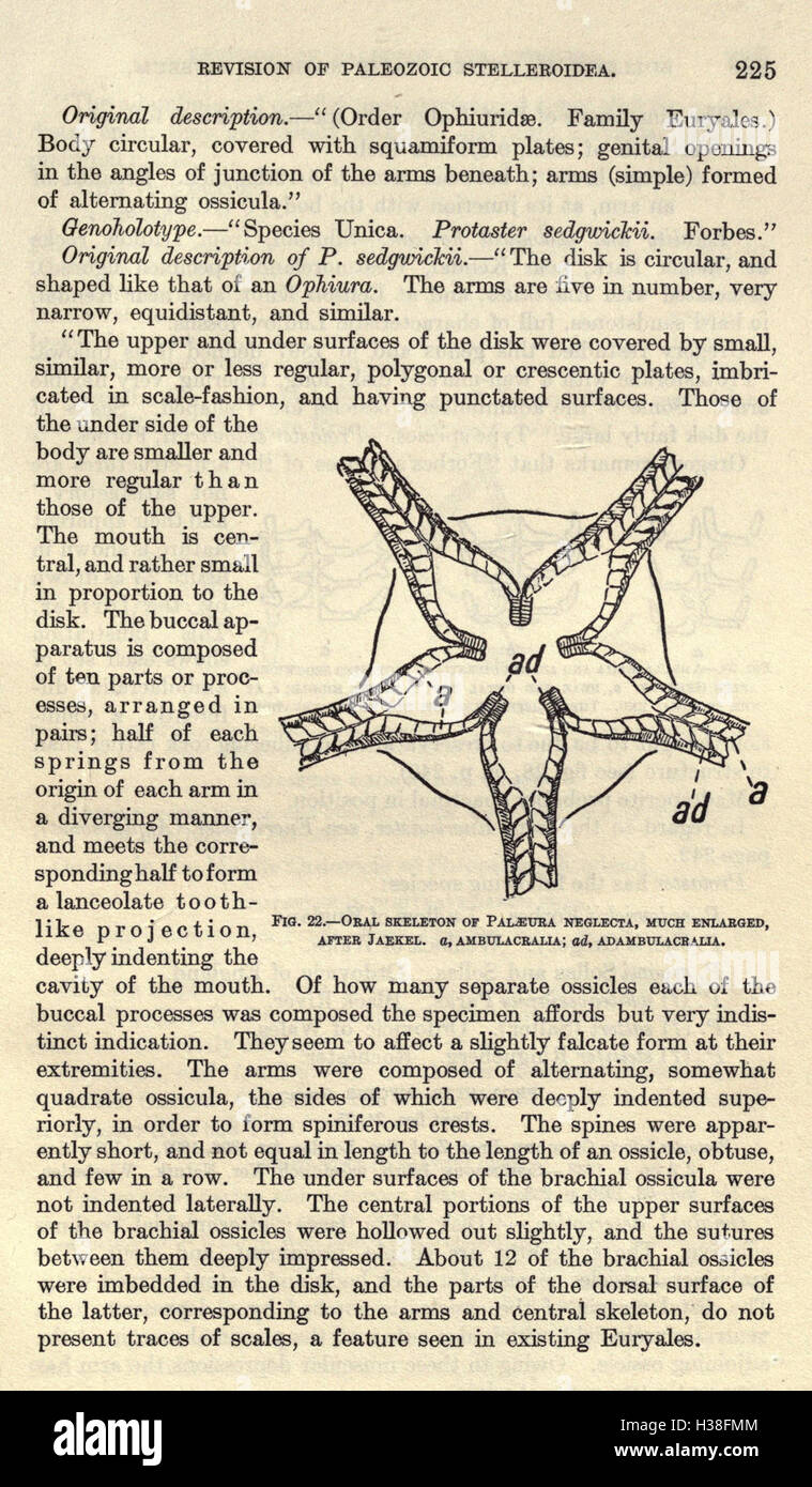 This work presents an updated analysis of Paleozoic Stelleroidea ...