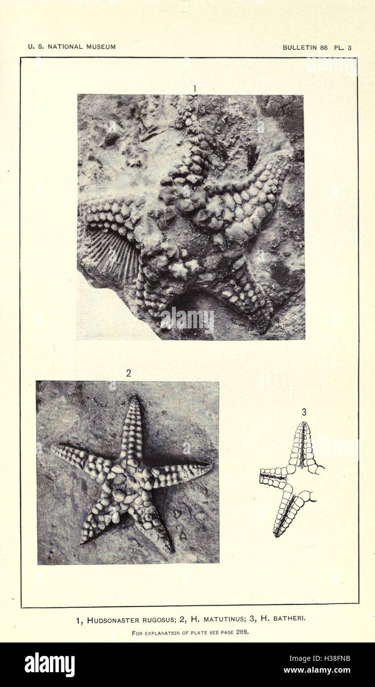 This work offers a detailed revision of the Paleozoic echinoderm group ...