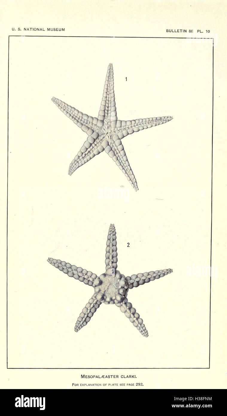 This work provides a revision of the Paleozoic Stelleroidea, a group of ...