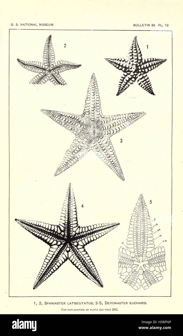 This revision provides an updated analysis of Paleozoic Stelleroidea, a ...