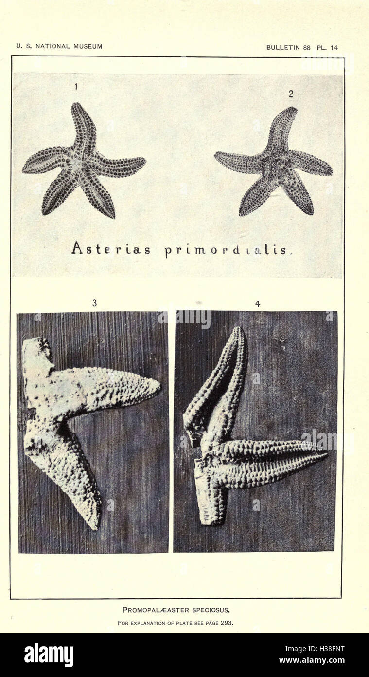 A scientific revision of the Paleozoic Stelleroidea, a class of ...