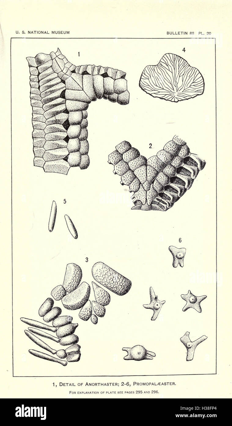 This work revises the classification and understanding of Paleozoic ...