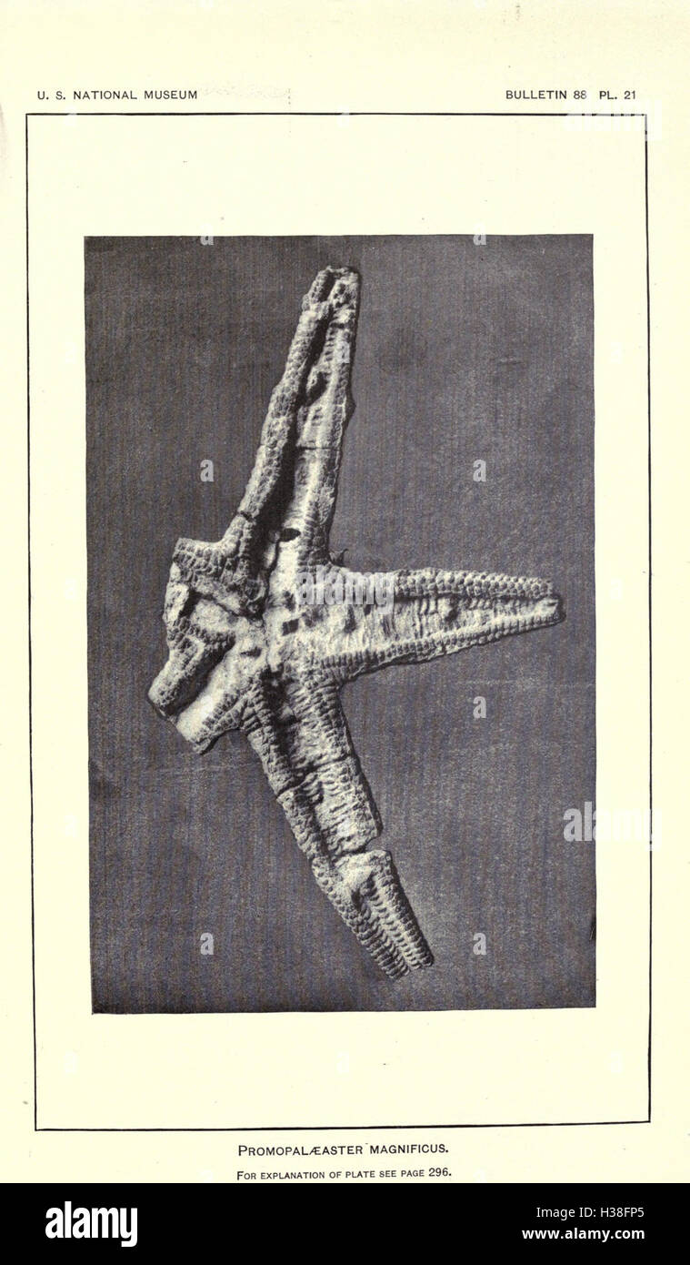 This study revises the classification of Paleozoic Stelleroidea ...