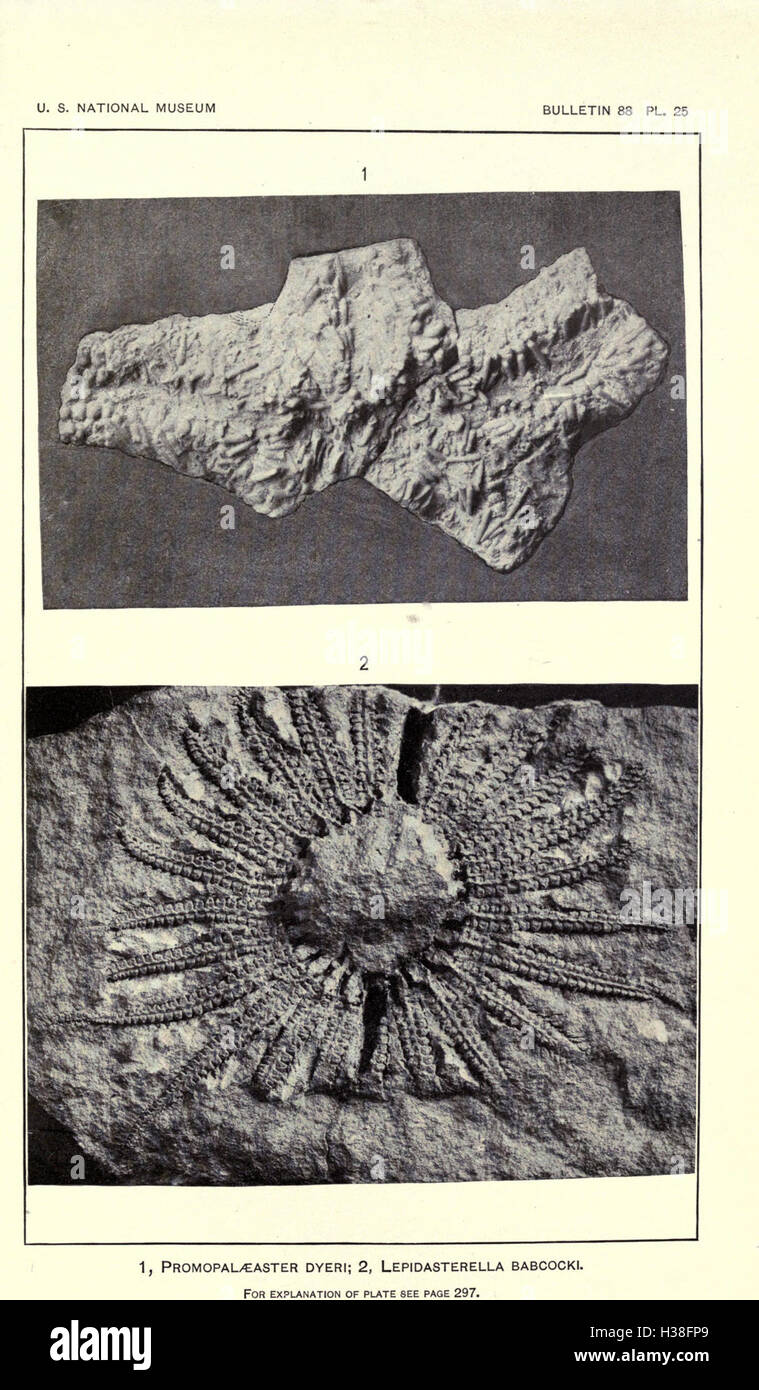 This work revises the classification and understanding of Paleozoic ...