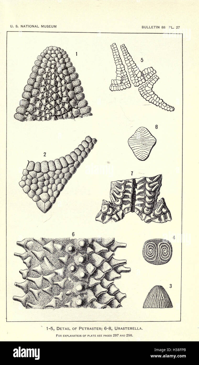 Focus on taxonomic classification hi-res stock photography and images ...