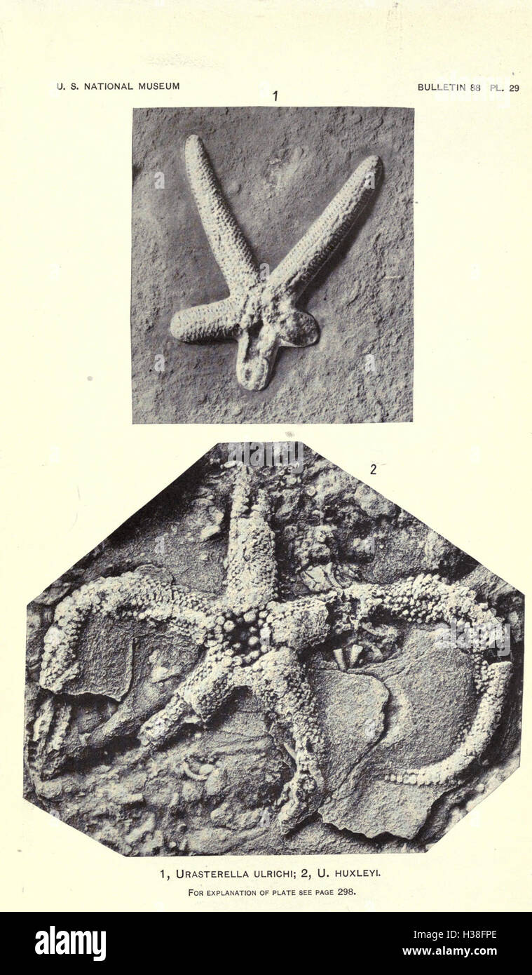 Fossil starfish extinct hi-res stock photography and images - Alamy