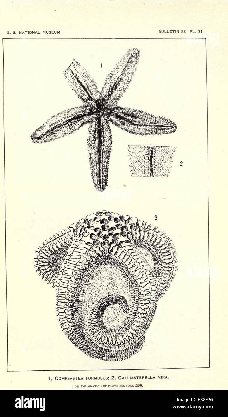 This work presents a revision of the Paleozoic Stelleroidea, a group of ...