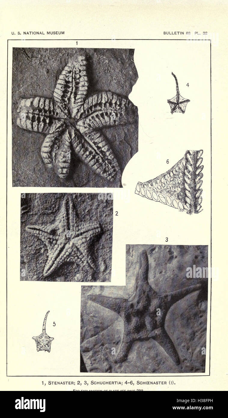 This revision focuses on the study and classification of Paleozoic ...