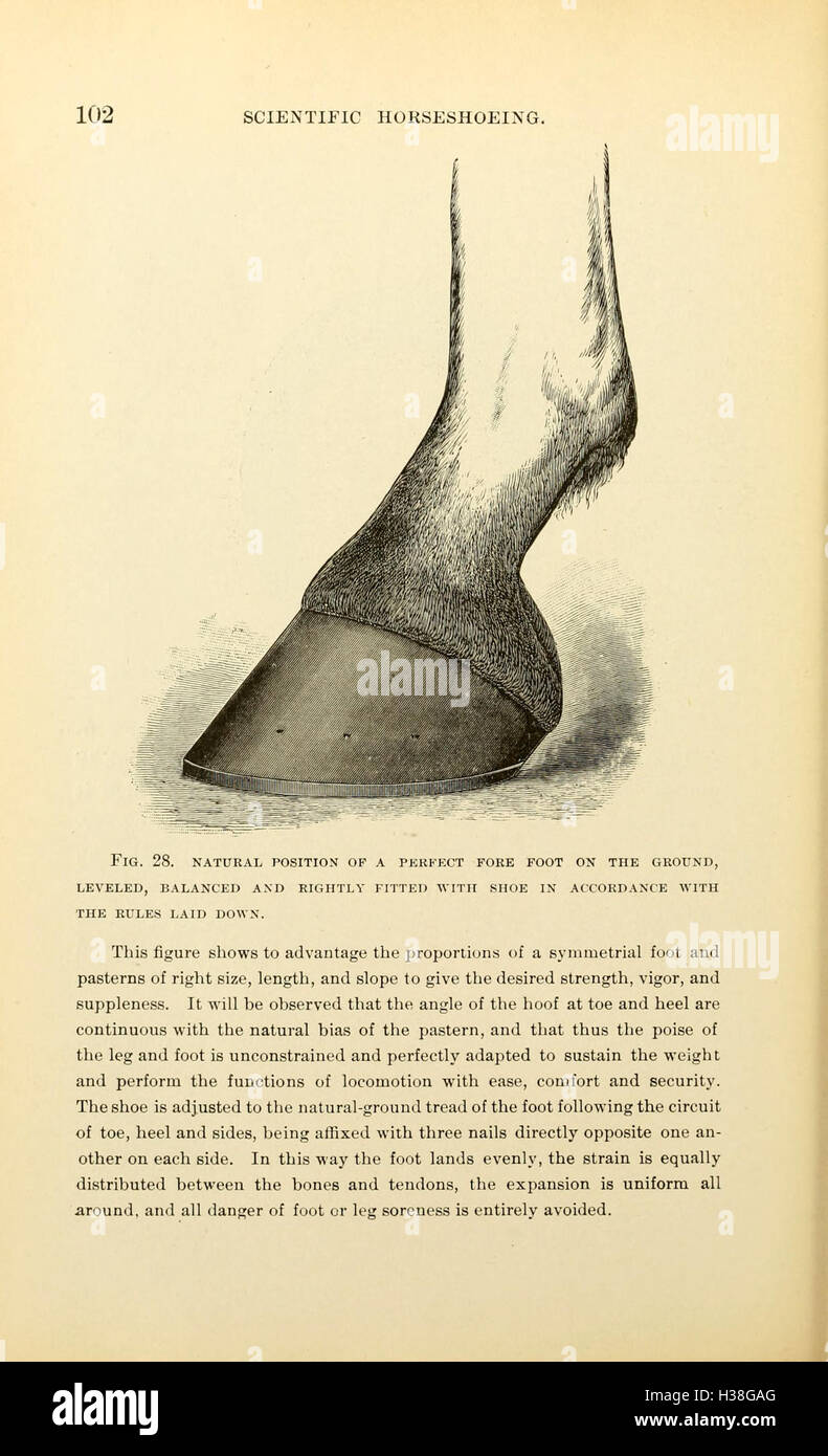 Russell’s work provides a scientific approach to horseshoeing, offering ...