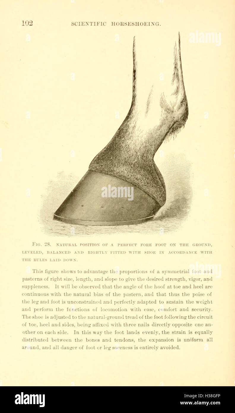 A scientific guide to horseshoeing, focusing on leveling and balancing ...