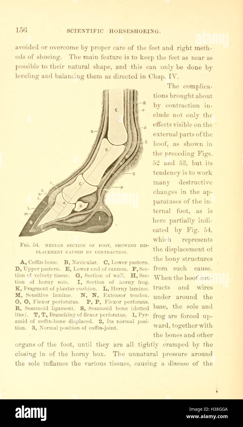Russell’s work on horseshoeing offers techniques for correcting the ...