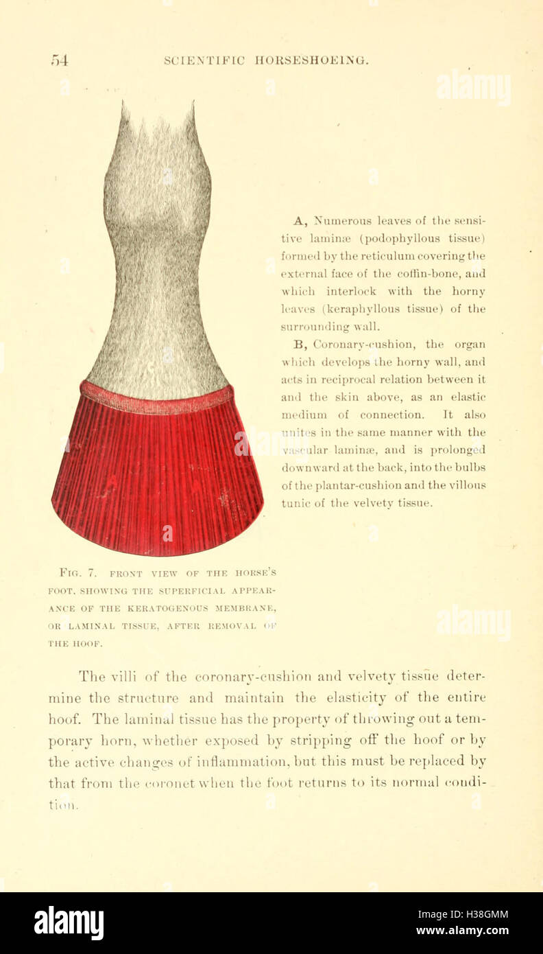 Russell's work discusses scientific horseshoeing techniques aimed at ...