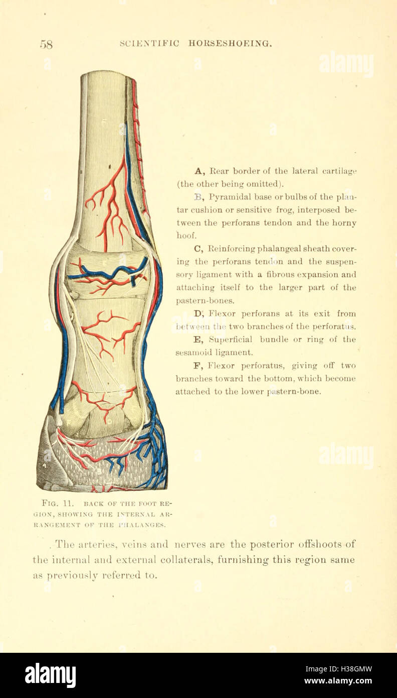 A guide on scientific horseshoeing techniques, focusing on leveling and ...