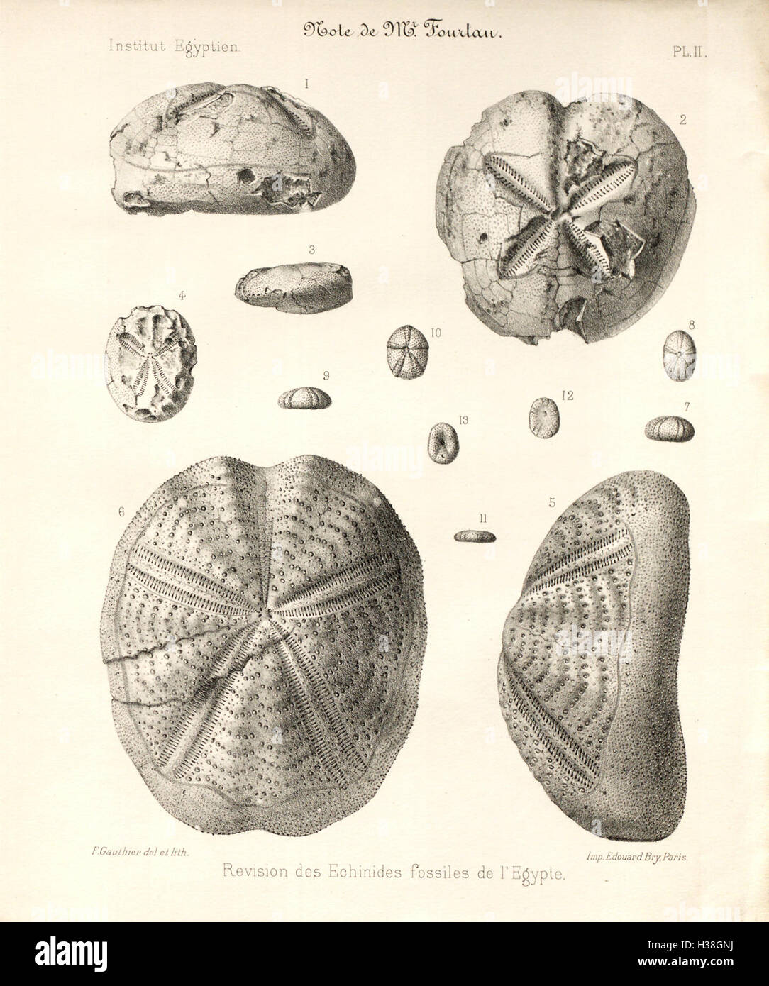 This French work offers a revision of the fossil echinoderms from Egypt ...