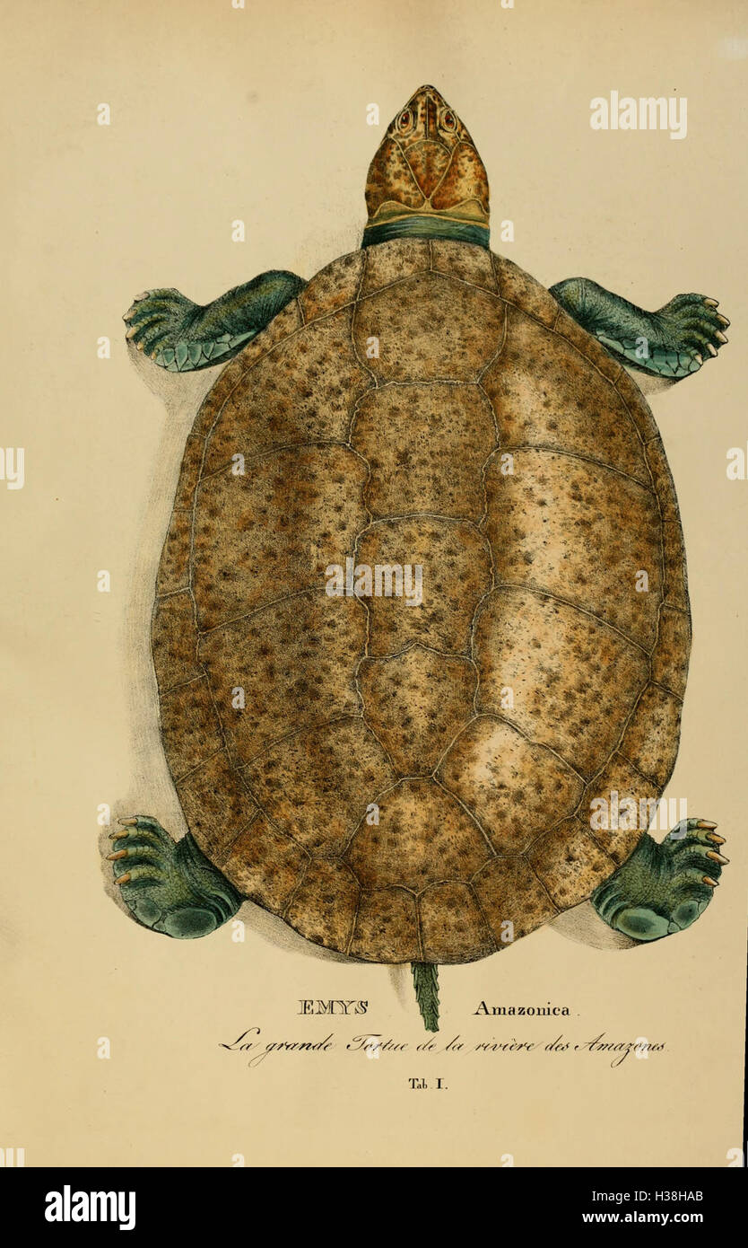 This work details new species of turtles discovered during an ...