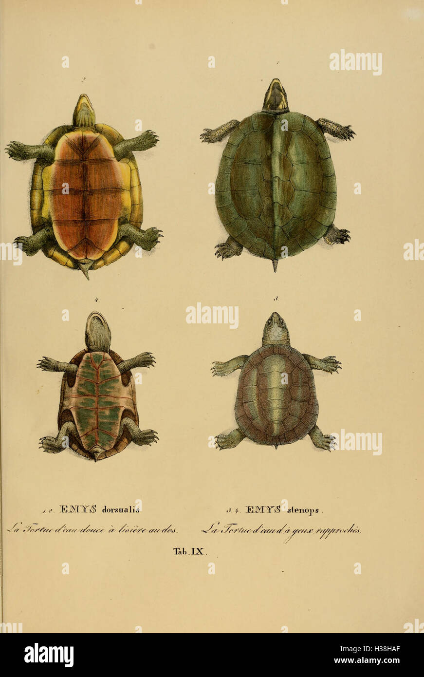 Turtles physical characteristics hi-res stock photography and images ...
