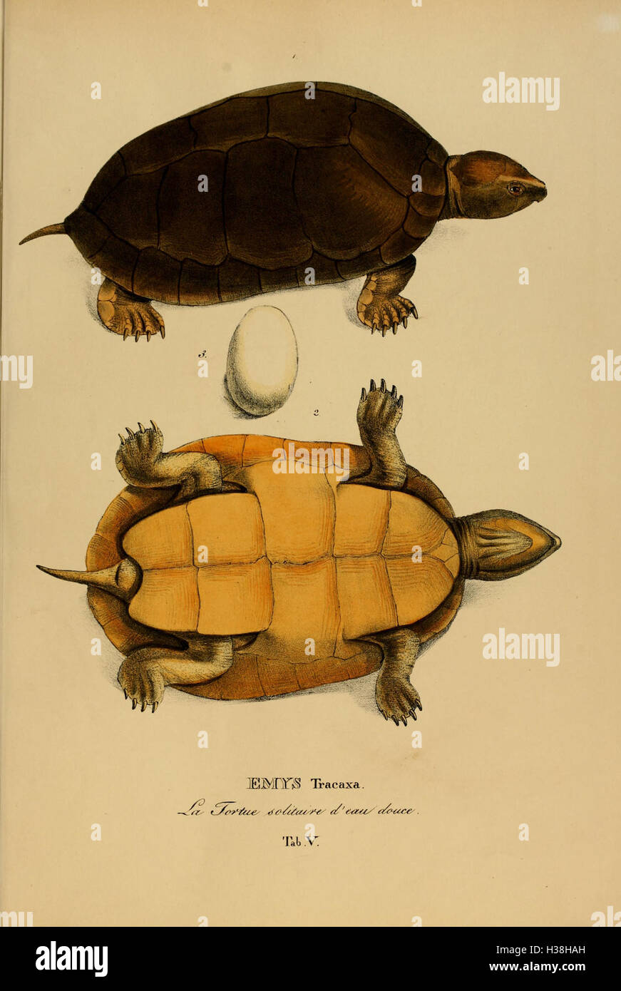 This illustration shows new species of turtles discovered during an ...