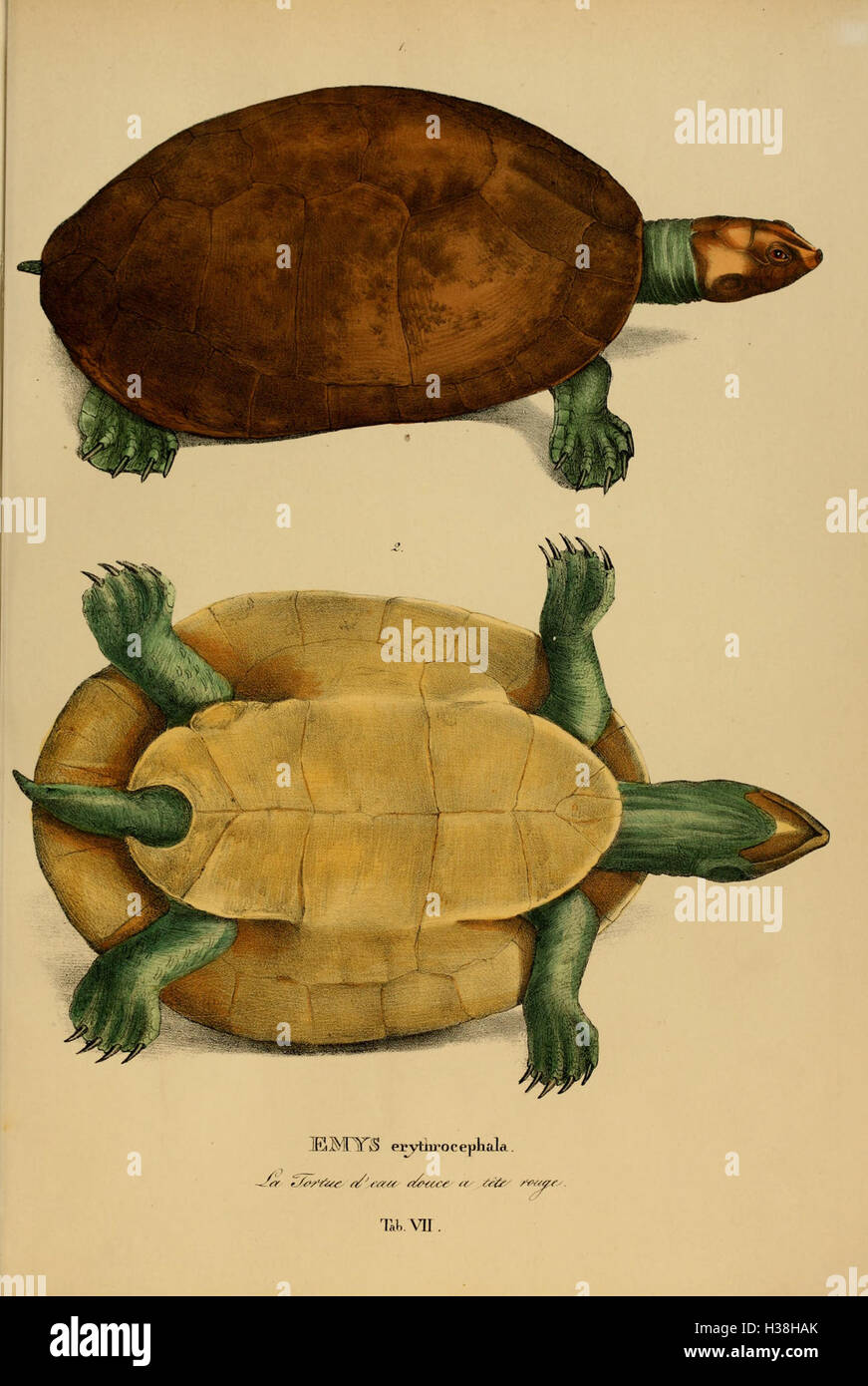 A scientific work cataloging newly discovered turtle species ...