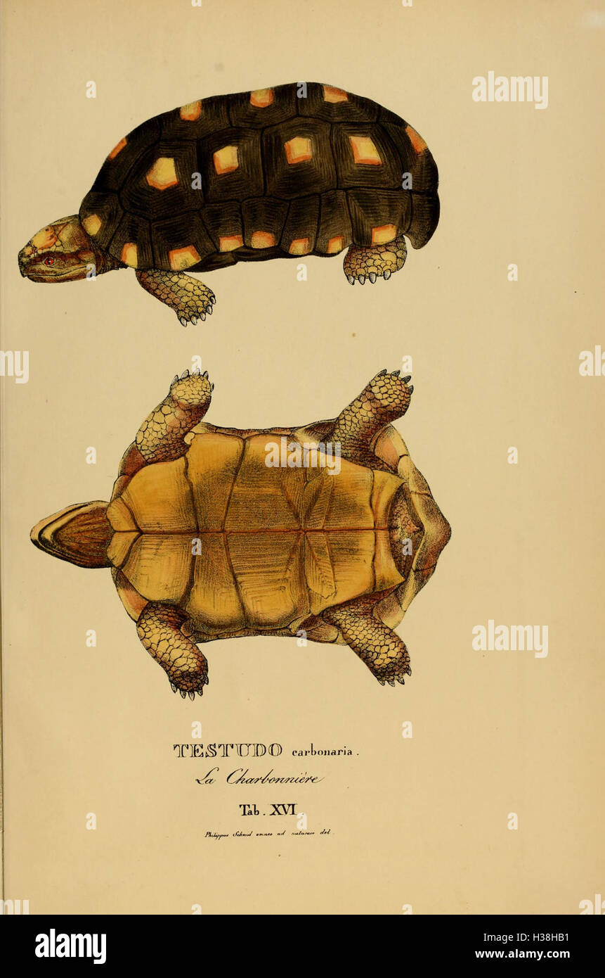 This work presents new species of turtles discovered during the years ...