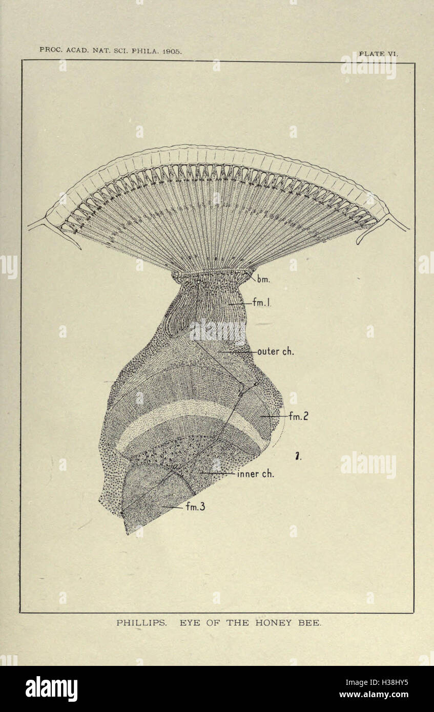 Structure development compound eye hi-res stock photography and images ...