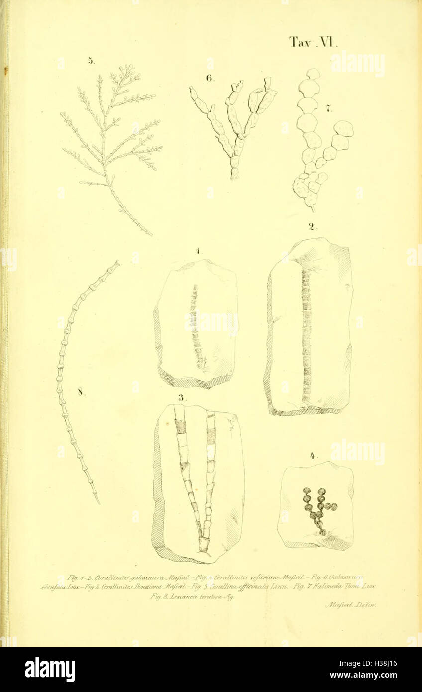 A collection of paleontological studies focusing on the history of life ...