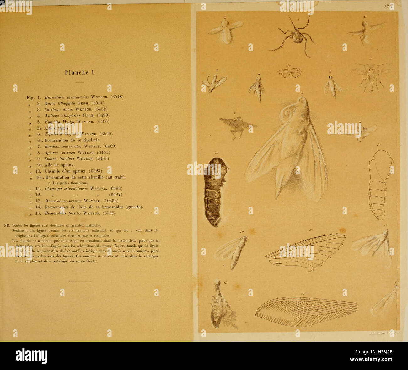 Lithographic limestone hi-res stock photography and images - Alamy