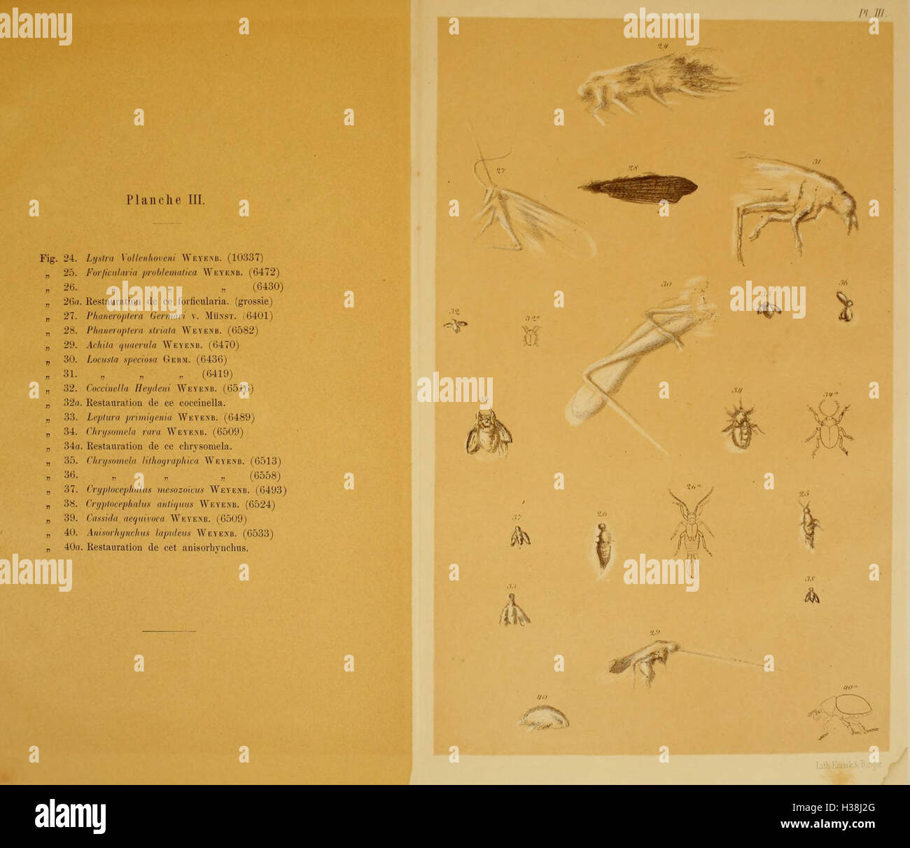 Sur les insectes fossiles du Calcaire Lithographique de la Bavière, qui ...