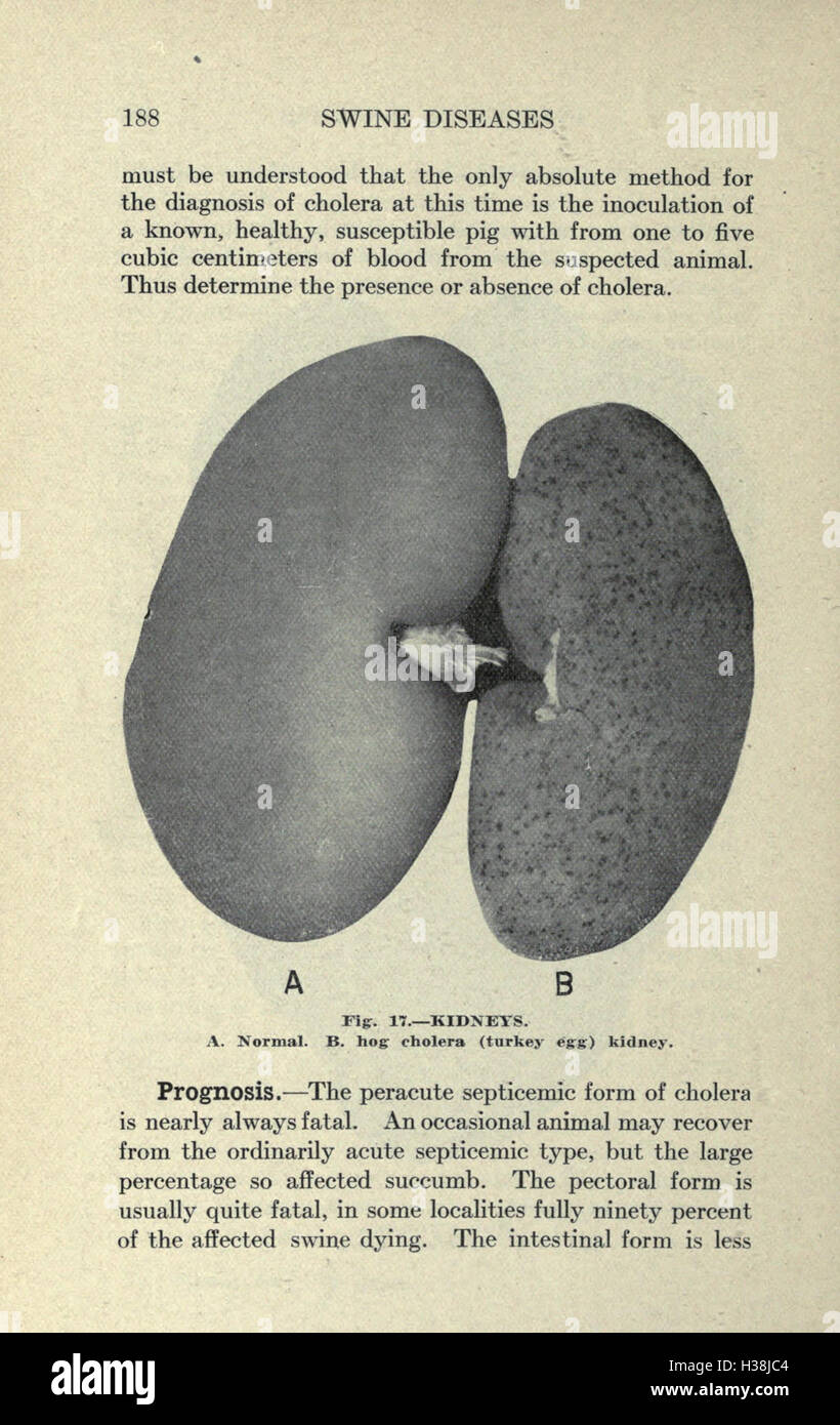 This document provides an overview of common swine diseases, including ...