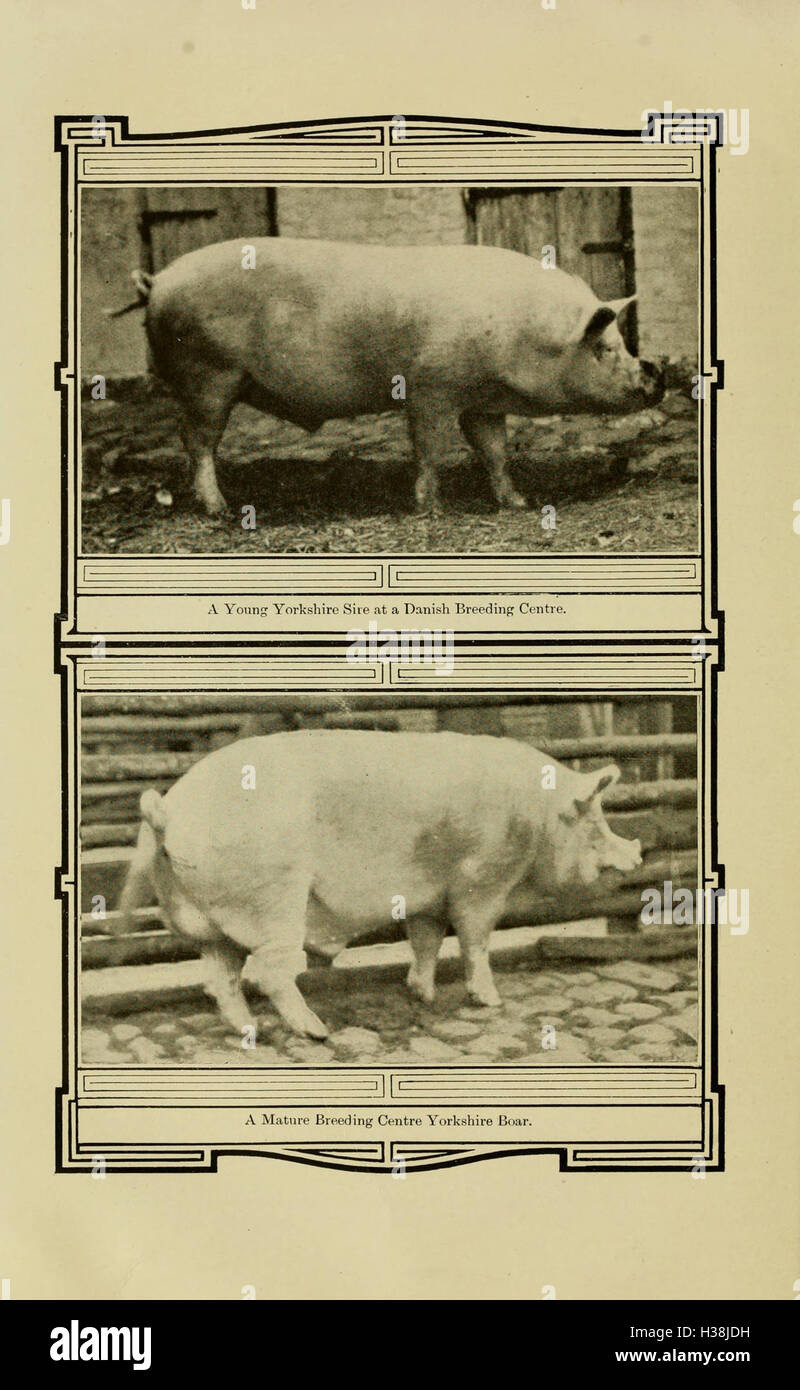 A comprehensive study on swine farming practices in the UK and Denmark ...