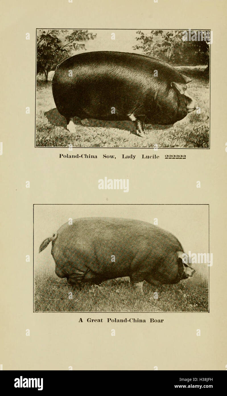 This book discusses the history and development of swine farming in ...