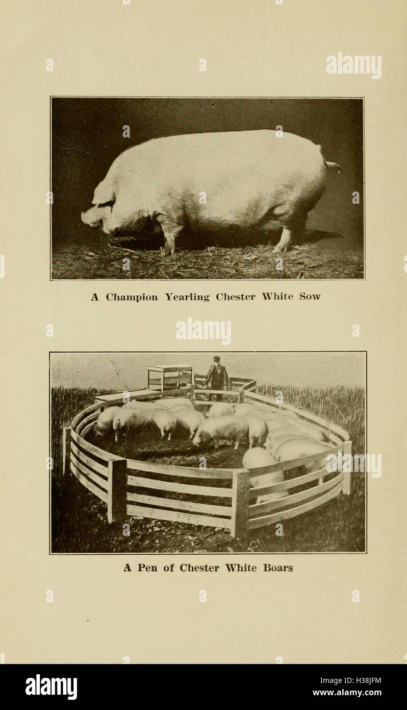 This work explores the history, breeding, and production of swine in ...