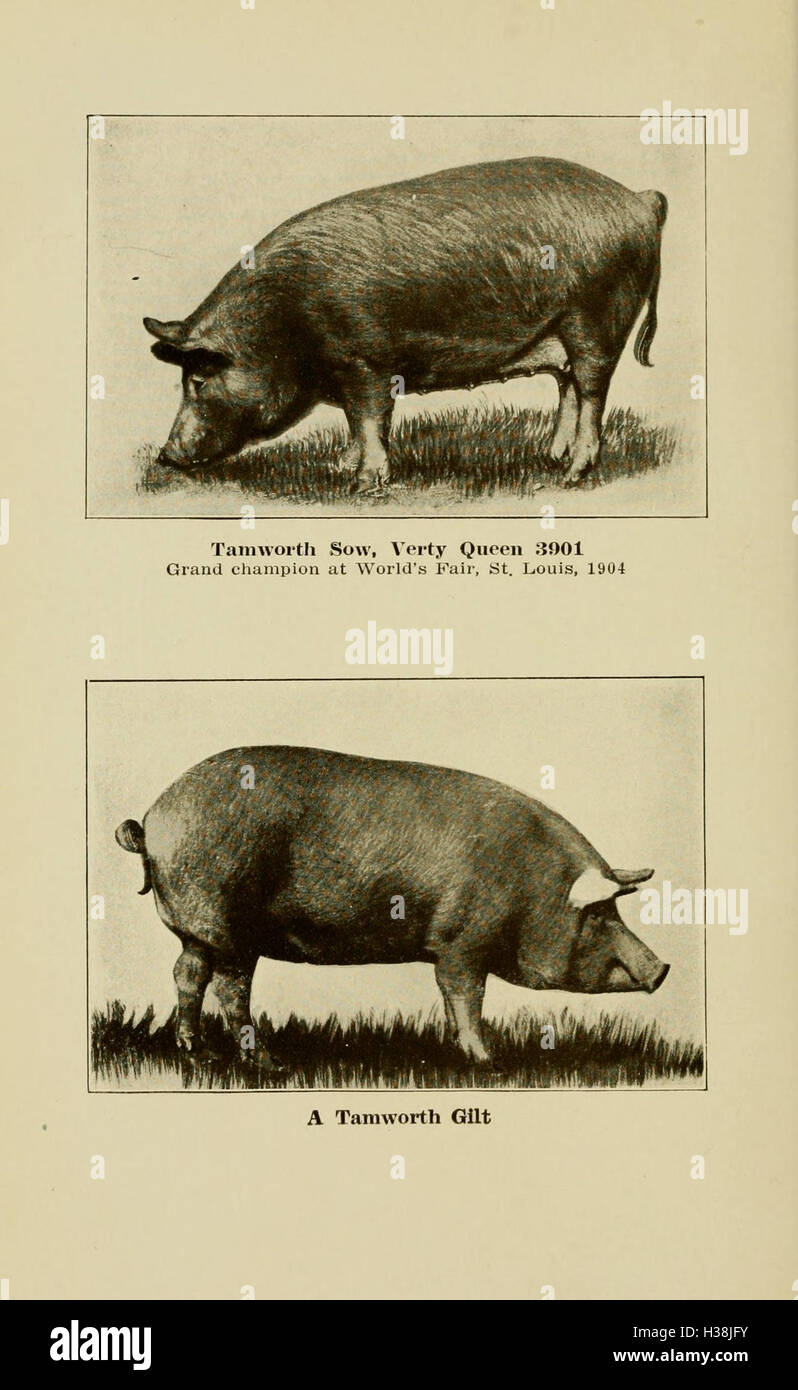 This work discusses the history, breeding, and management of swine in ...
